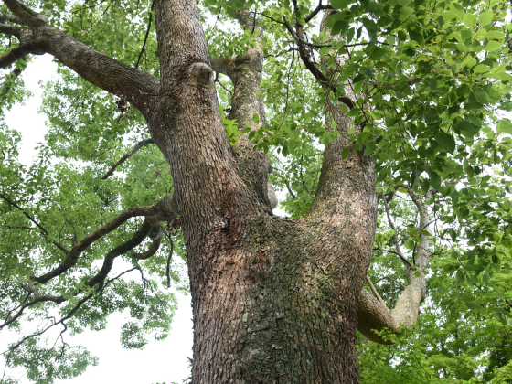 Camphre Naturel en grains : Origines, Bienfaits et Utilisations